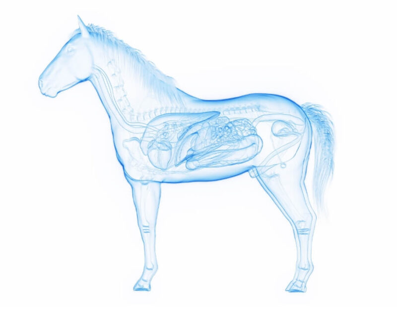 Equine Medical Investigations Ireland | SES Equine Veterinary Services