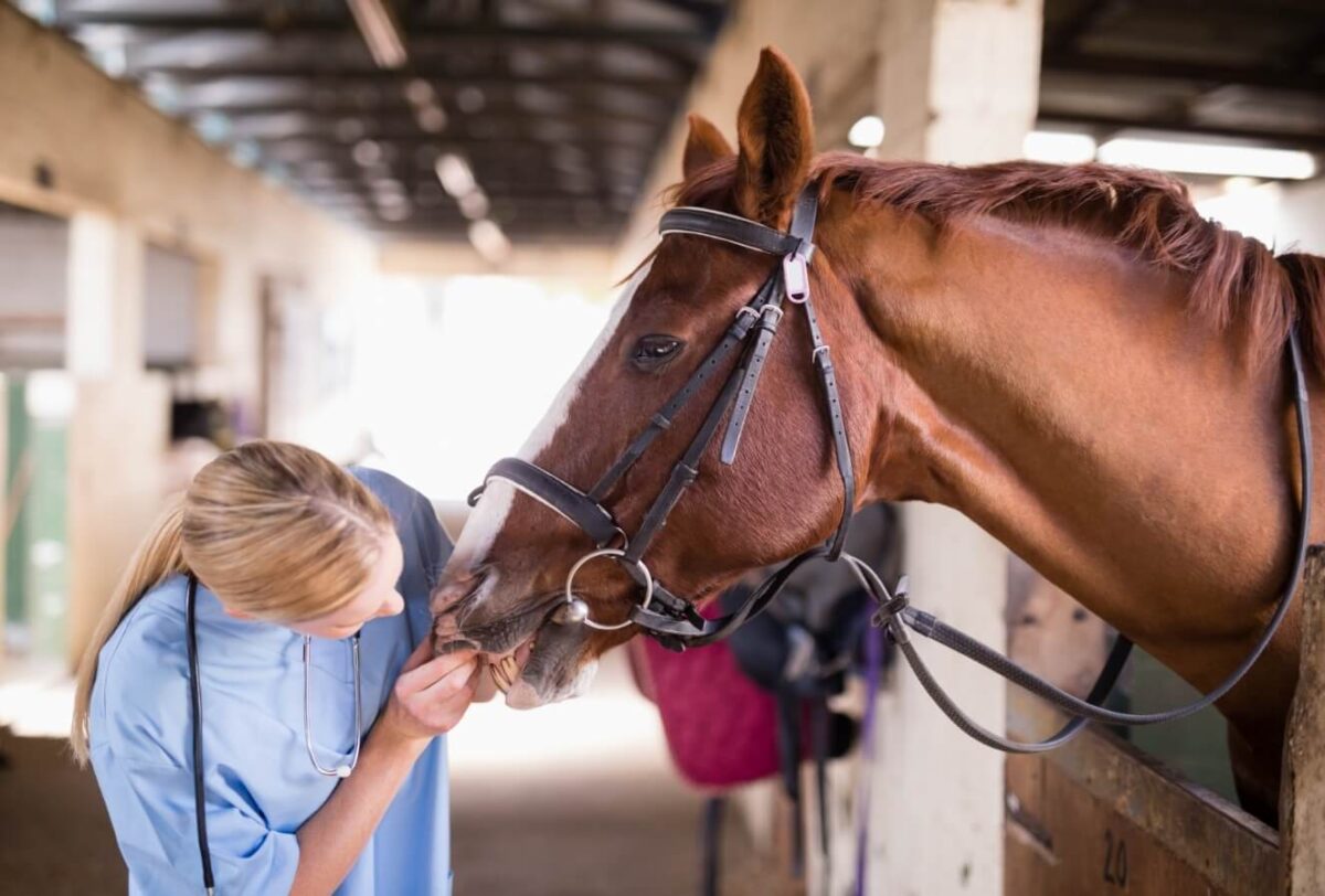 Equine Veterinary Services Ireland - SES Equine